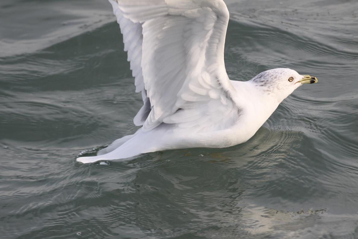 Michigan Exposures: Some Seagulls