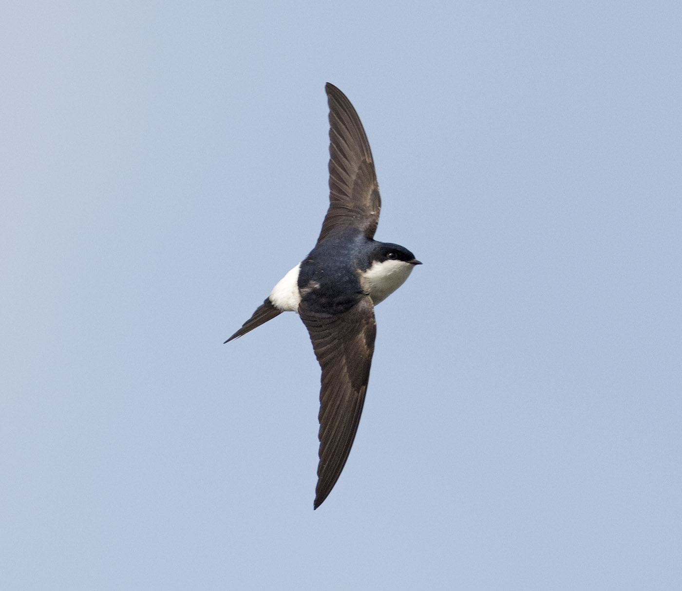 pewit: Swift and House Martin