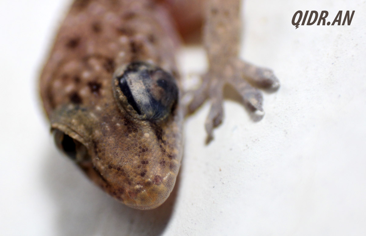 qidr.an ©: baby gecko | reversed lens macro