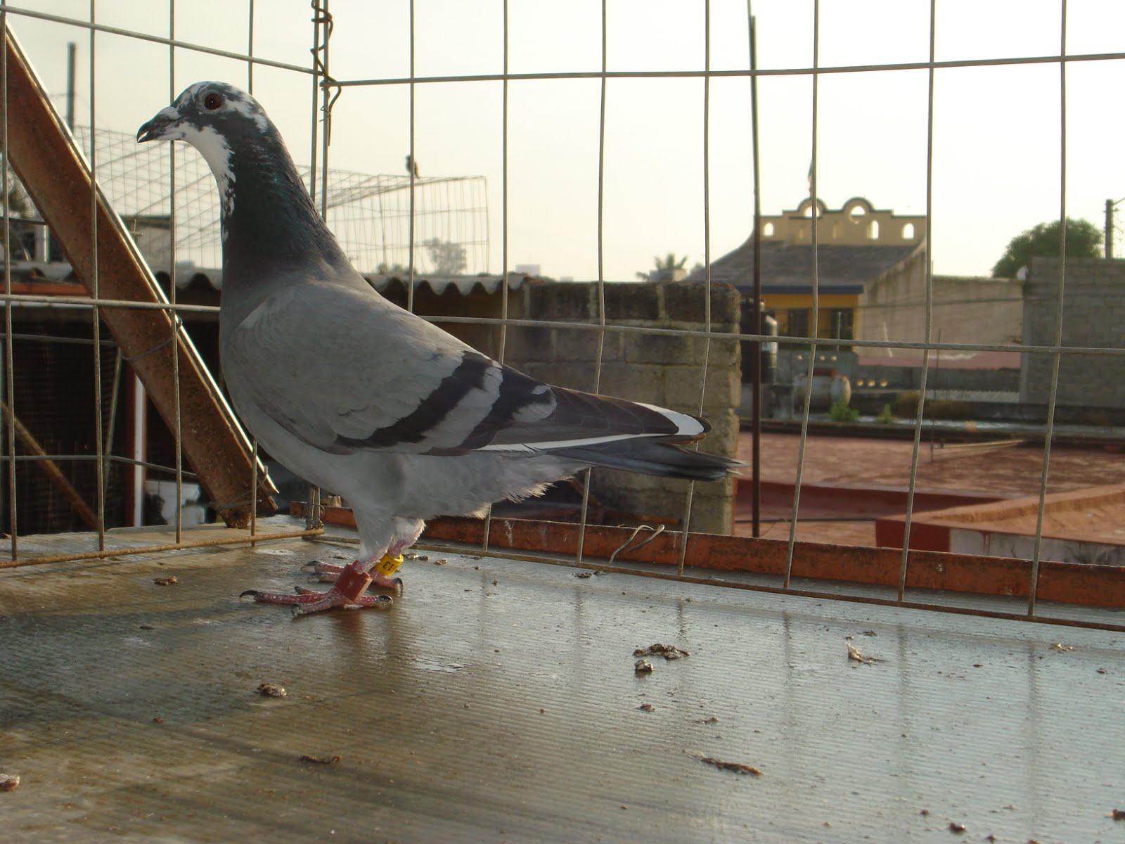 PALOMO GANADOR 020453 MIRMIDONES: PALOMAS GANADORAS DERBY INTERNACIONAL ...