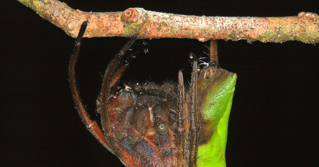 Real Monstrosities: Poltys