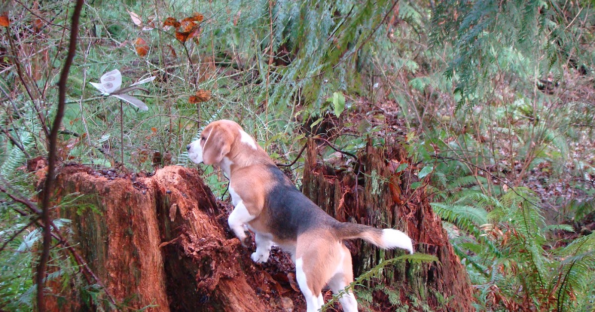 The Hoge Homestead ~: HH Fire Walker's Rascal