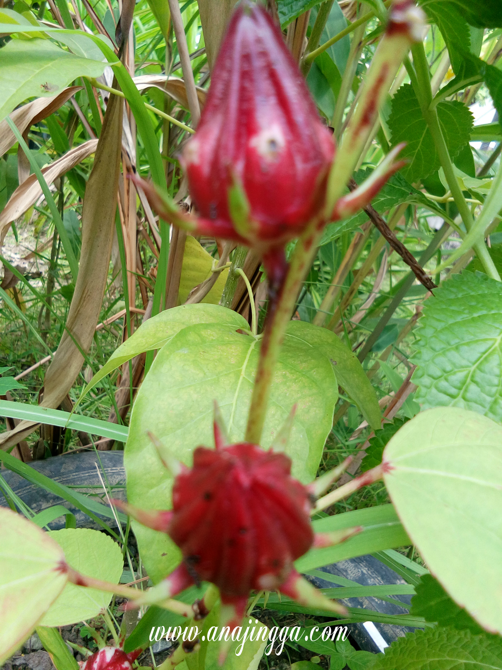 Cara Buat Jus Buah Rozel