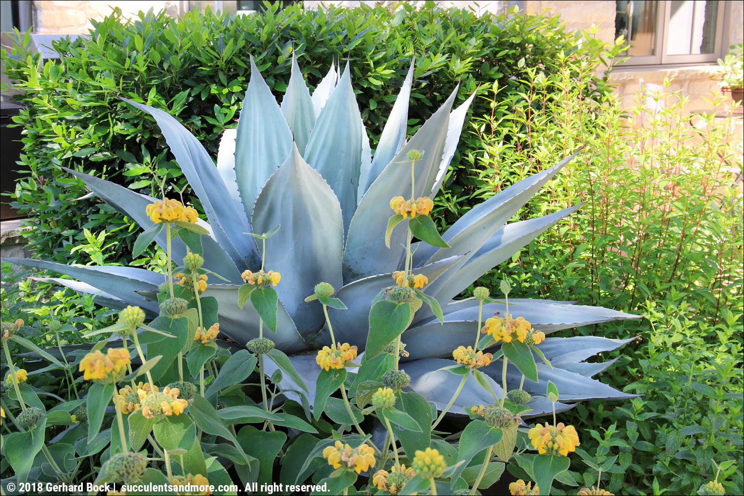 Austin, TX gardens from A to L
