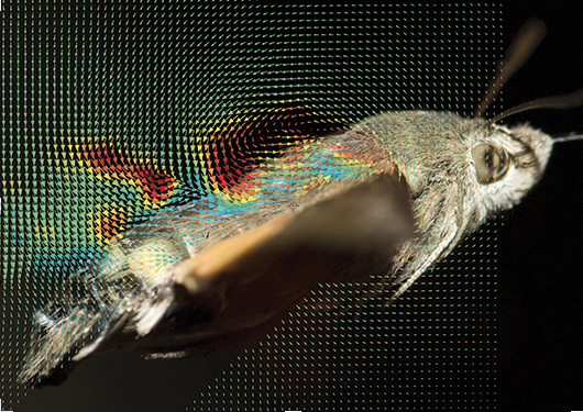 Animal Flight Lab: New paper about Leading Edge Vortices in a moth