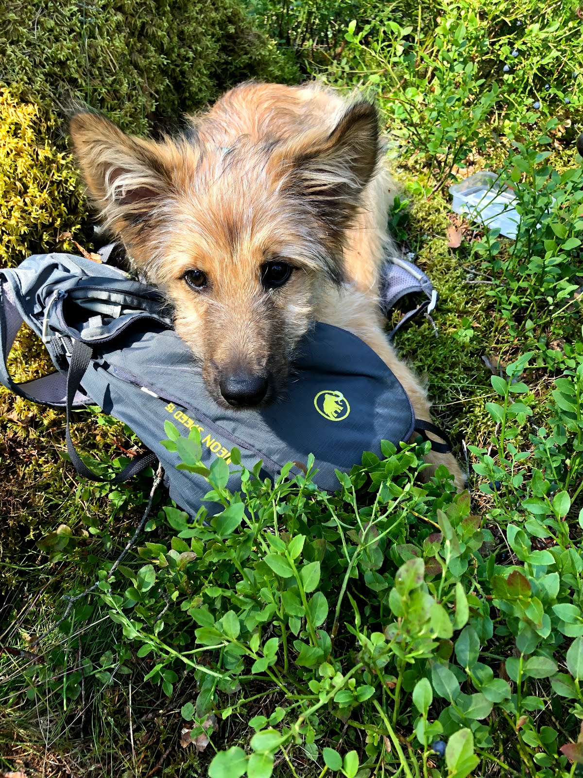 PURNUN TASSUNJÄLJISSÄ PIHKU