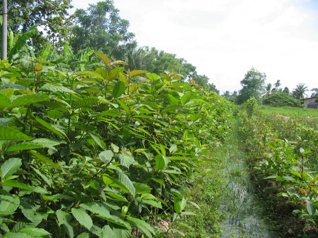 PenangKini: Penyalahgunaan Daun Ketum