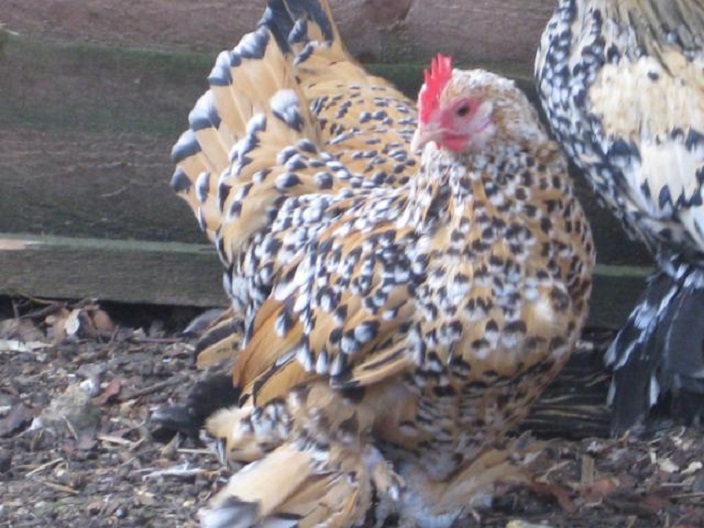 Birds Lover: Booted Bantam Chickens