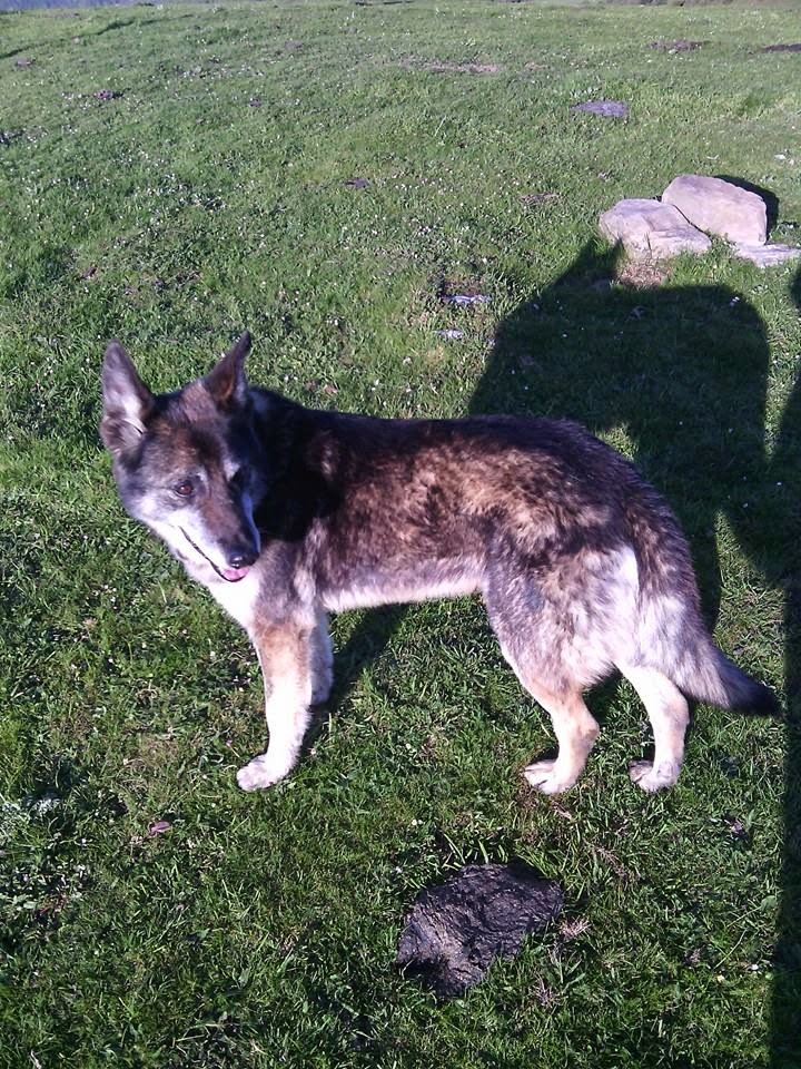 El Perro Lobo Español: Más fotos donde algunos quieren hacer pasar a ...