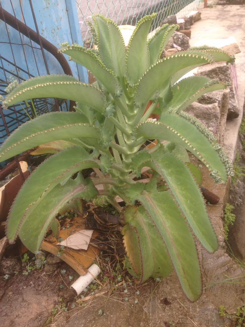 Jom Tanam Sayur ( JTS ) : Setawar @ Bryophyllum daigremontianumJom ...