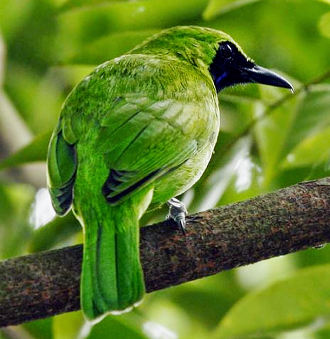 Rupa rupa burung - macam macam burung
