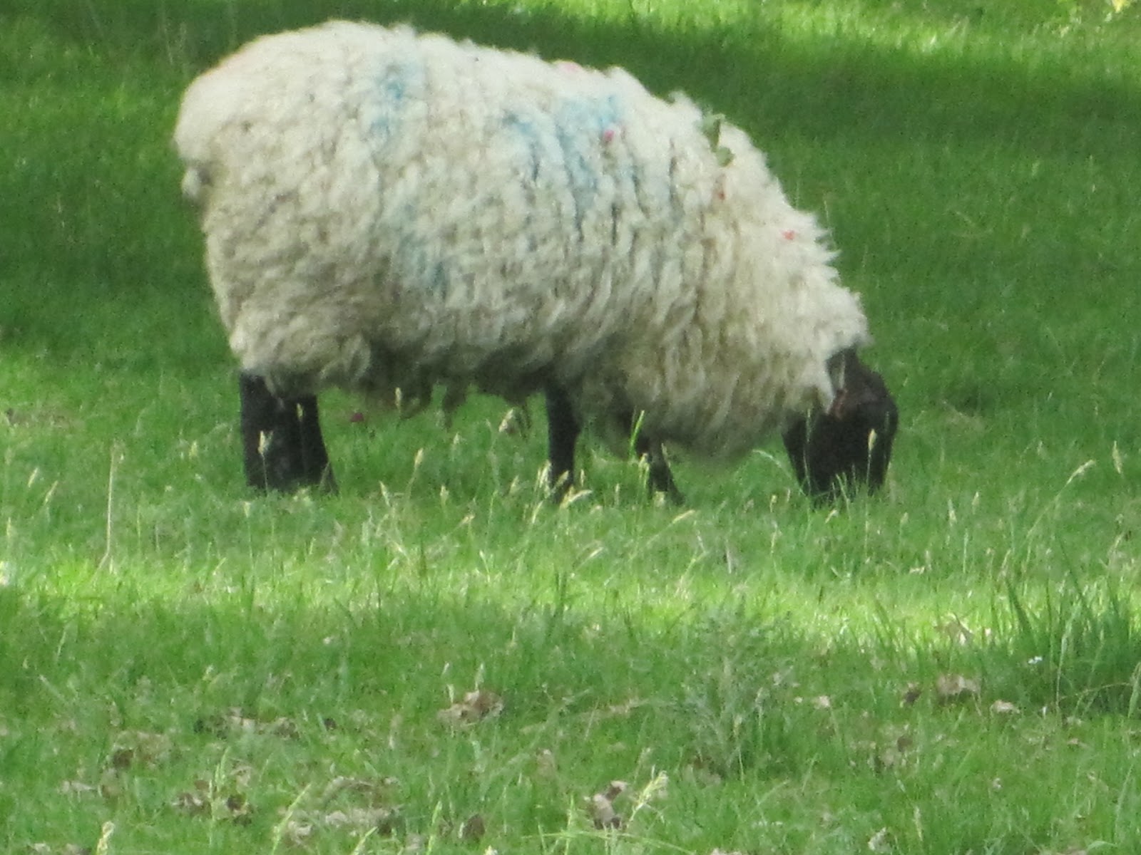 pietergrdevilliers: 'n Eerste-wêreldse skaap.