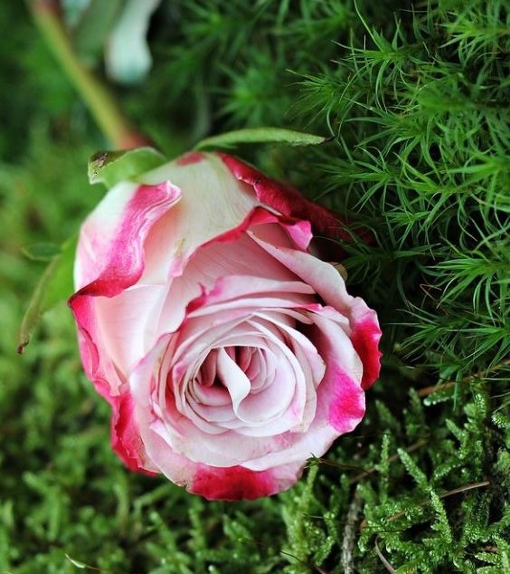 Arti,Manfaat,Khasiat, Bunga Mawar Putih - Rumah Daun Muda