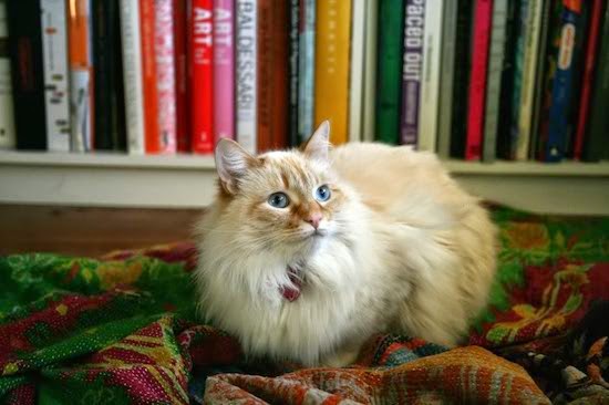 Introducing New Worlds With A Shrug: Good Stuff: Cats