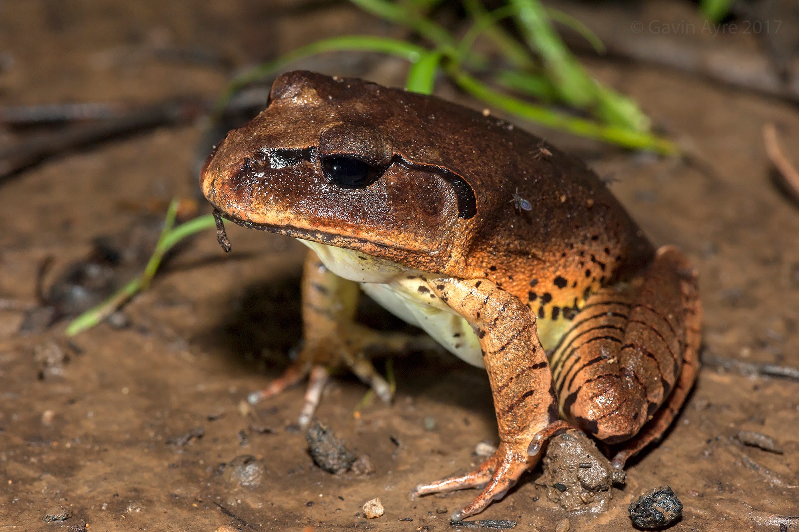 Wildlife Of The Hunter Valley Great Barred Frog wildlife-of-the-hunter-valley-great-barred-frog