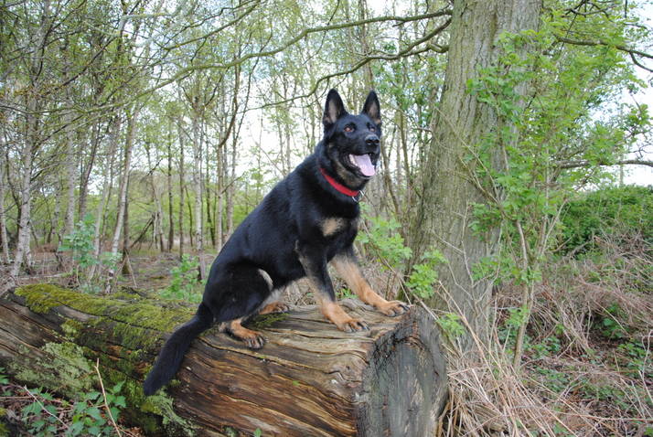 K9 Protector - the sword at your side