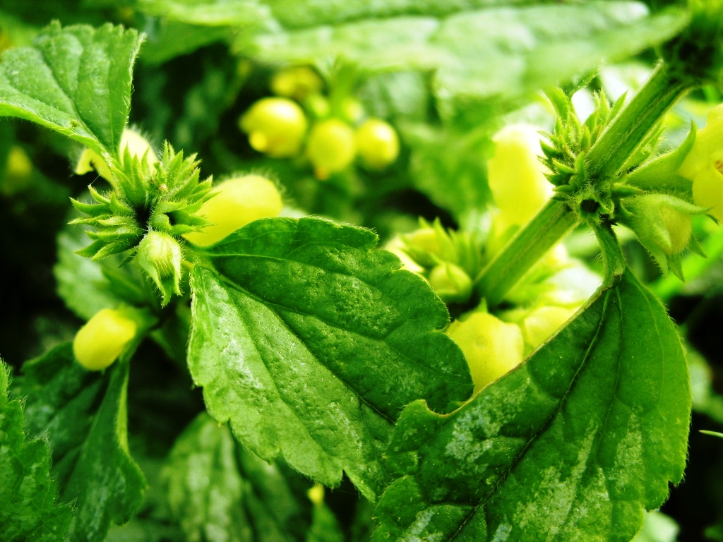 Kelli's Northern Ireland Garden: Weed or Wildflower