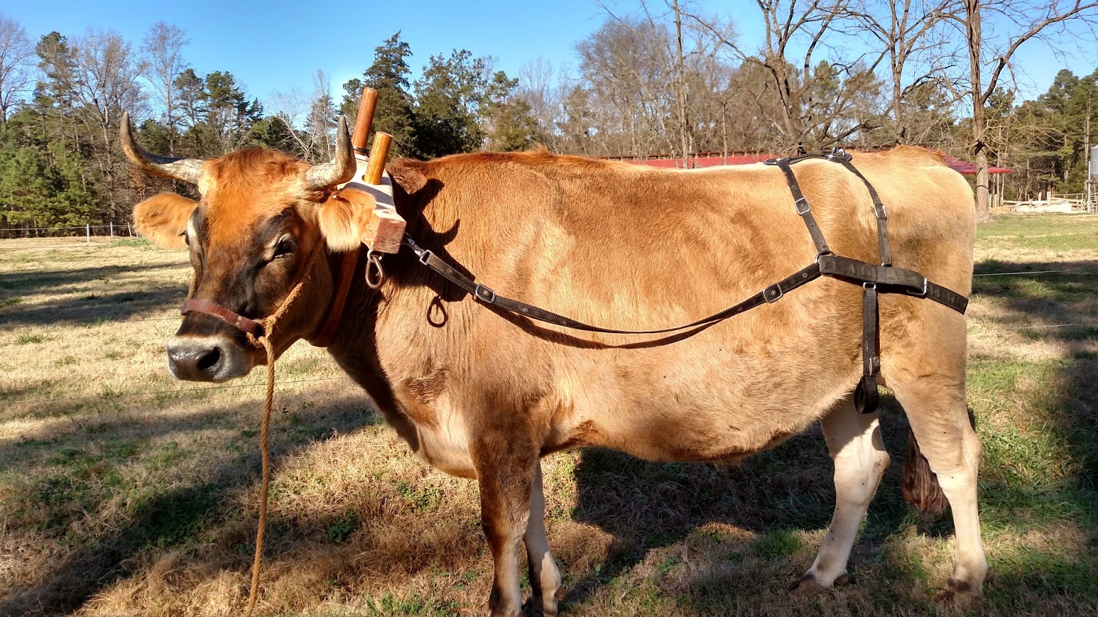 My Single Ox, Fryer: Fryer's 9" Single Yoke