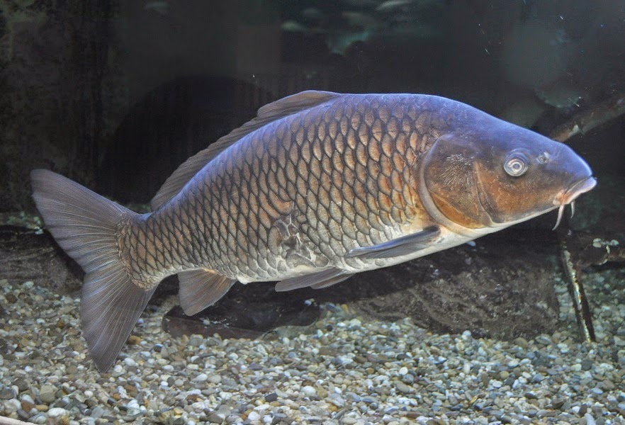ZOOTOGRAFIANDO (MI COLECCIÓN DE FOTOS DE ANIMALES): CARPA COMÚN ...