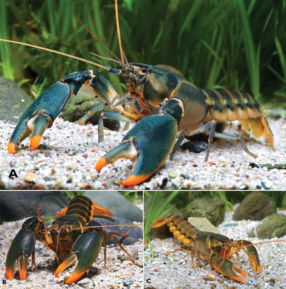 Species New to Science: [Crustacea • 2015] Cherax snowden • A New ...