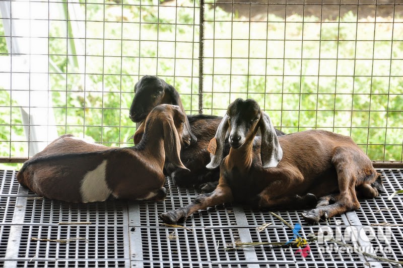 A Delightful Farm Tour at JSJ Goat Farm in Gerona, Tarlac | Blogs ...