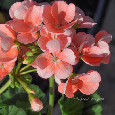 This Grandmother's Garden: May 2013