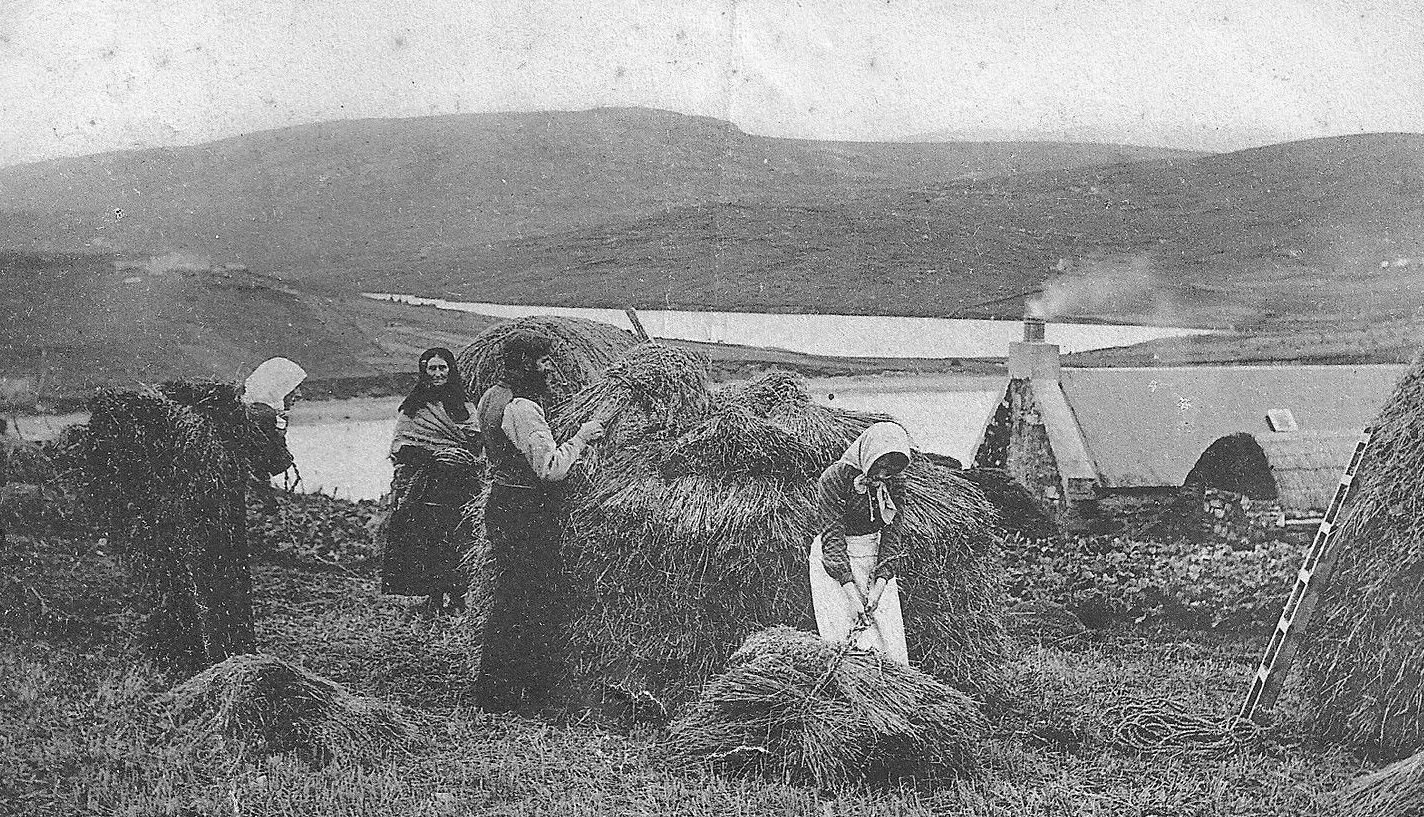 Tour Scotland: Old Photograph Crofters Harvesting Shetland Islands Scotland