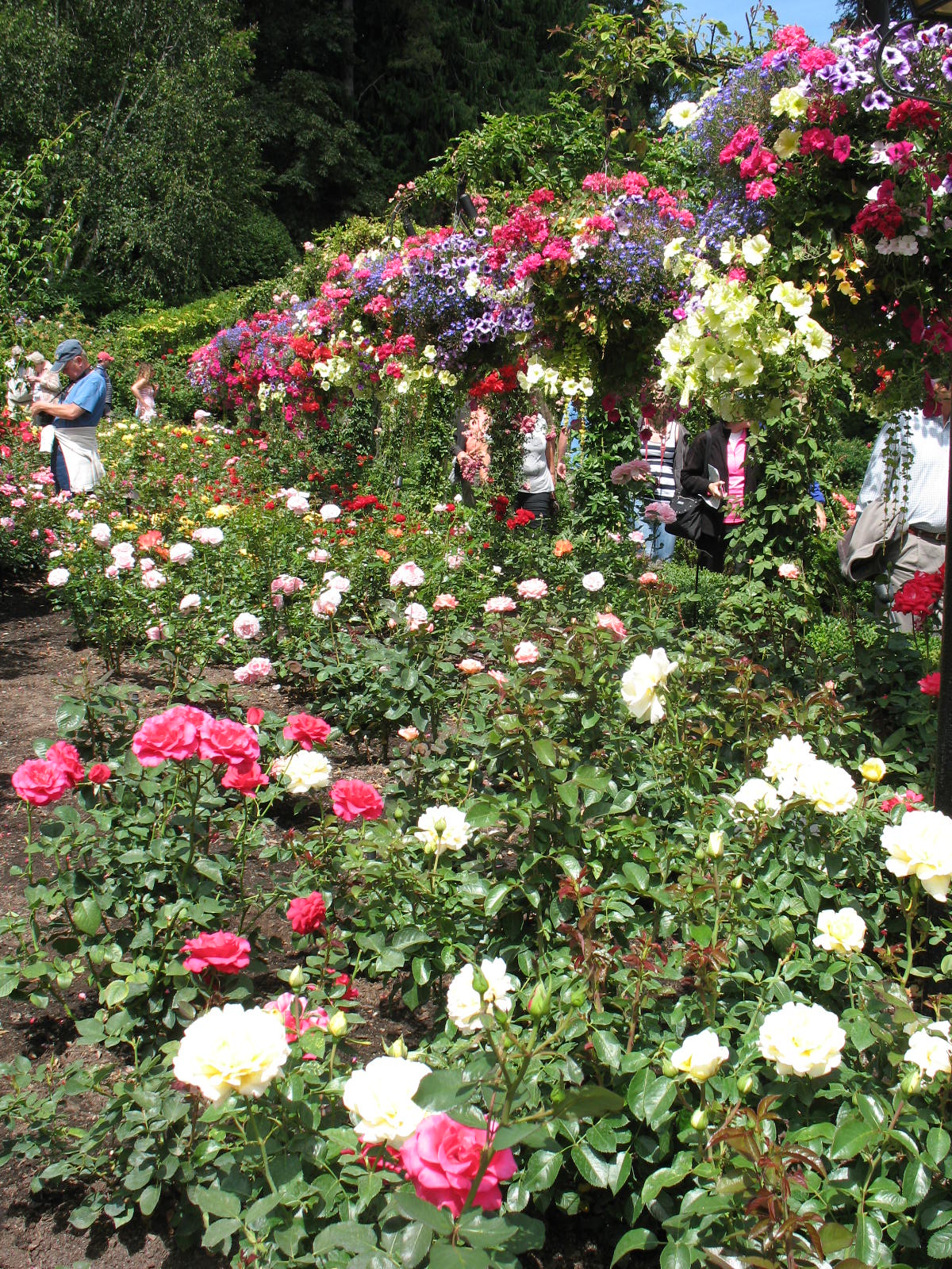 Miss Bloomers : Butchart Rose Gardens