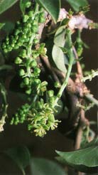 SEYILAABE HTKM: La chronique du mardi au jardin botanique: le Tinospora ...