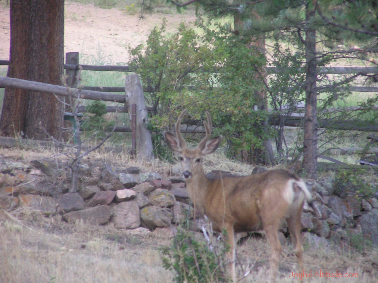 Joyful Altitude: The Joy of Little Things