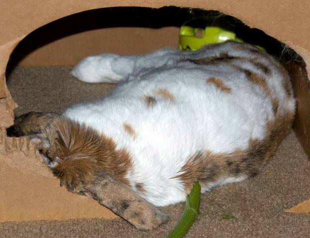 Rabbit Ramblings: Flopapalooza -- The DBF, or Dead Bunny Flop