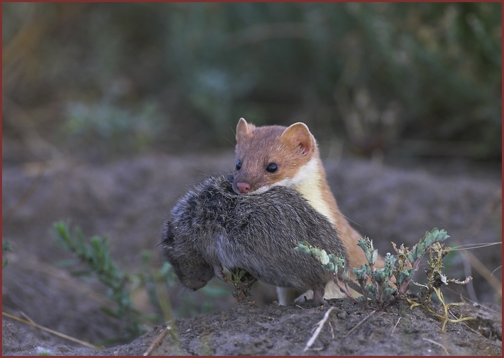 Weasel A Cute Animal-Wildlife | The Wildlife