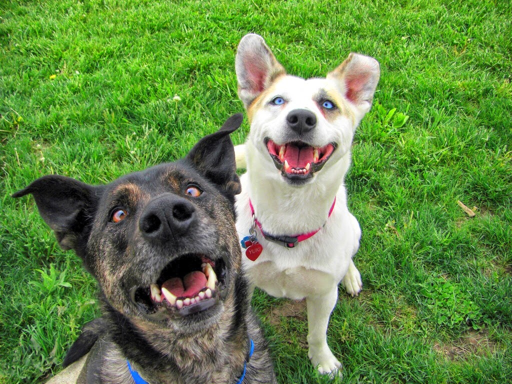 Veterinary Pet Health Care : 10 Dogs Pumped It’s Hump Day