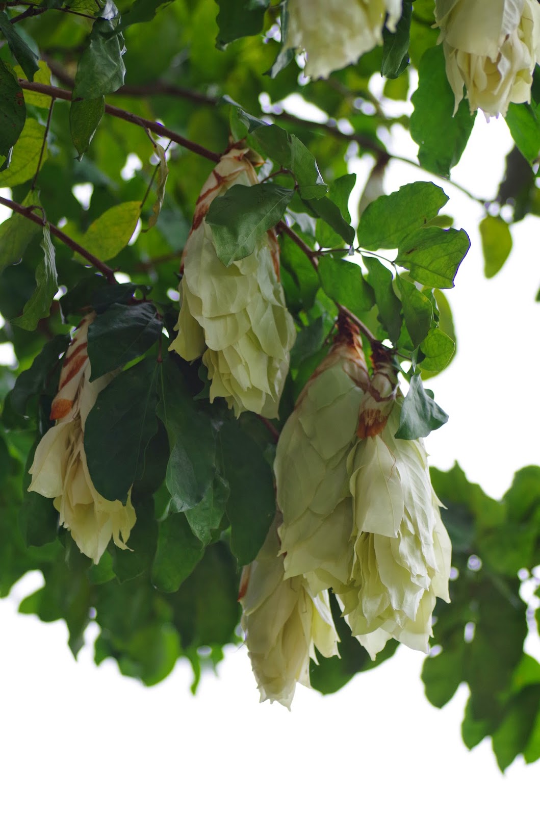 Trees and Plants: Hankerchief Tree