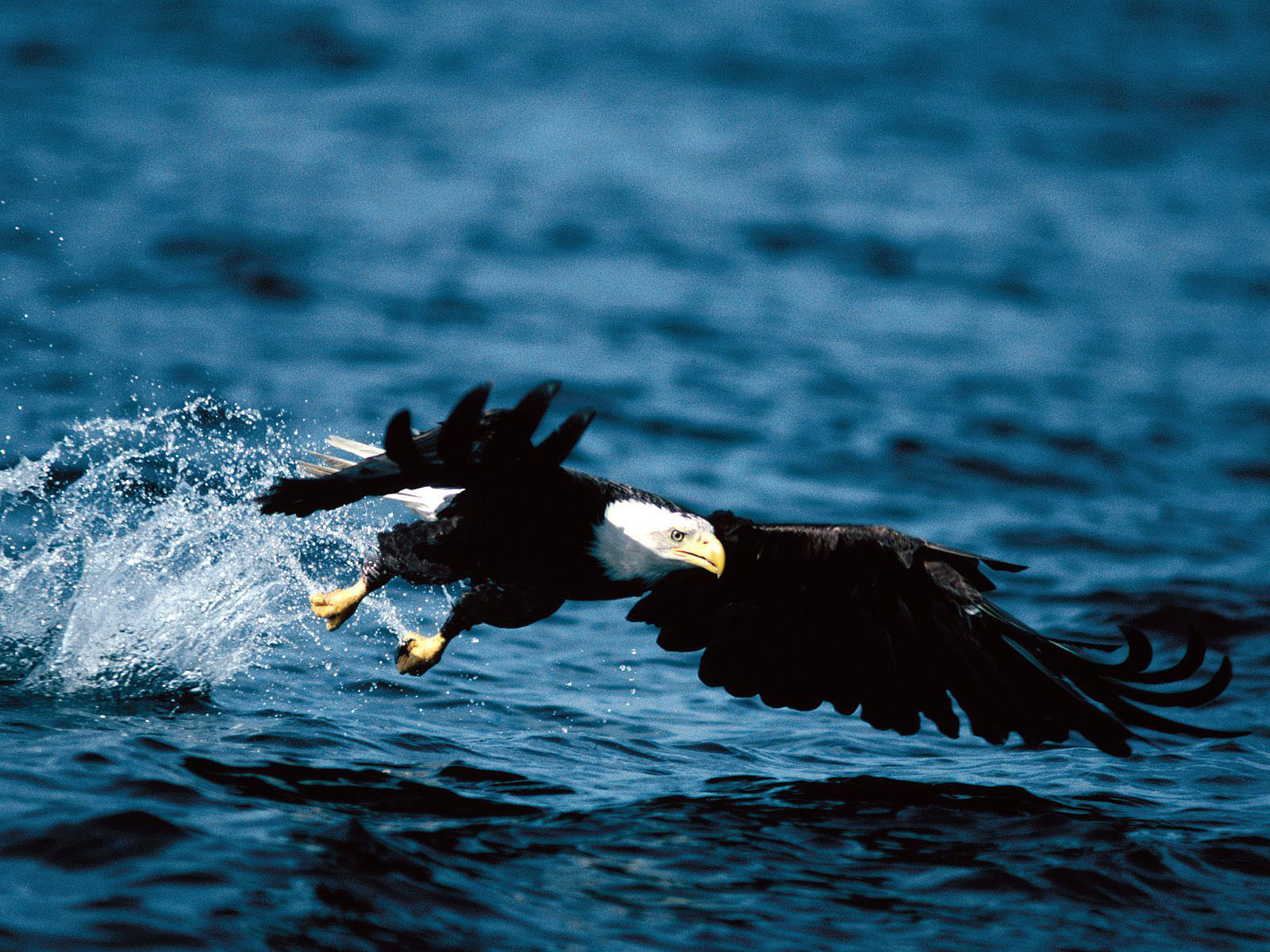 Fabulous And Amazing Eagle Wallpapers in HD - For More Wallpapers Just ...