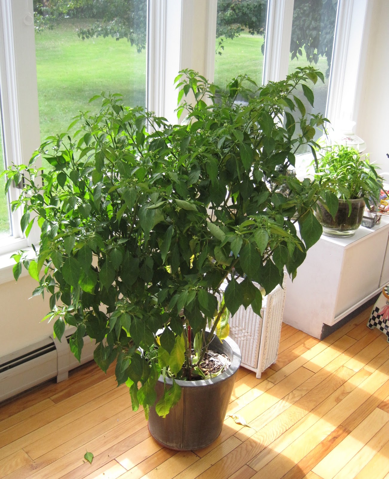 WORLD TOMATOES: Siling Labuyo