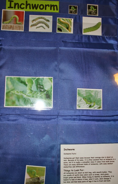 Nancy Nolan's Kindergarten: Letter I Week