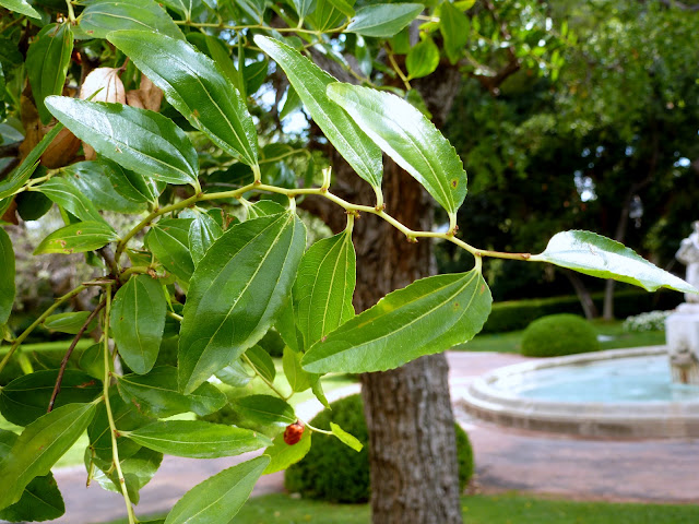 Árboles con alma: Jinjolero. Azufaifo. Ginjoler. (Zizyphus jujuba)