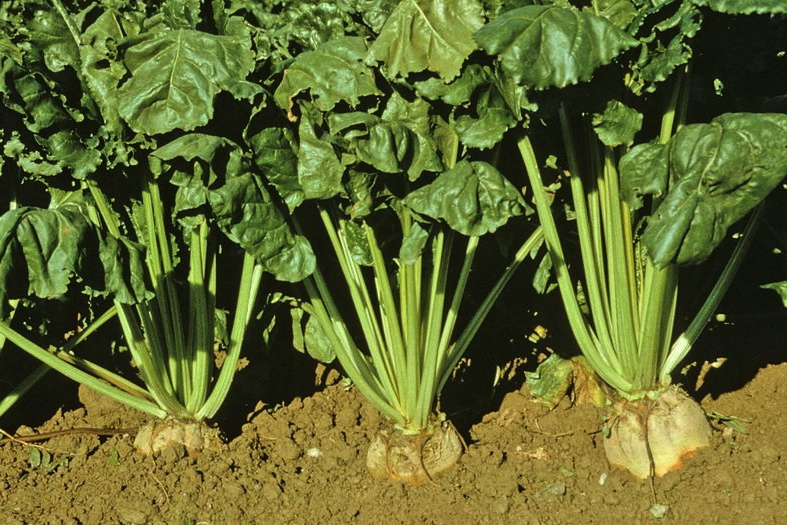 Burak - Smakowity blog