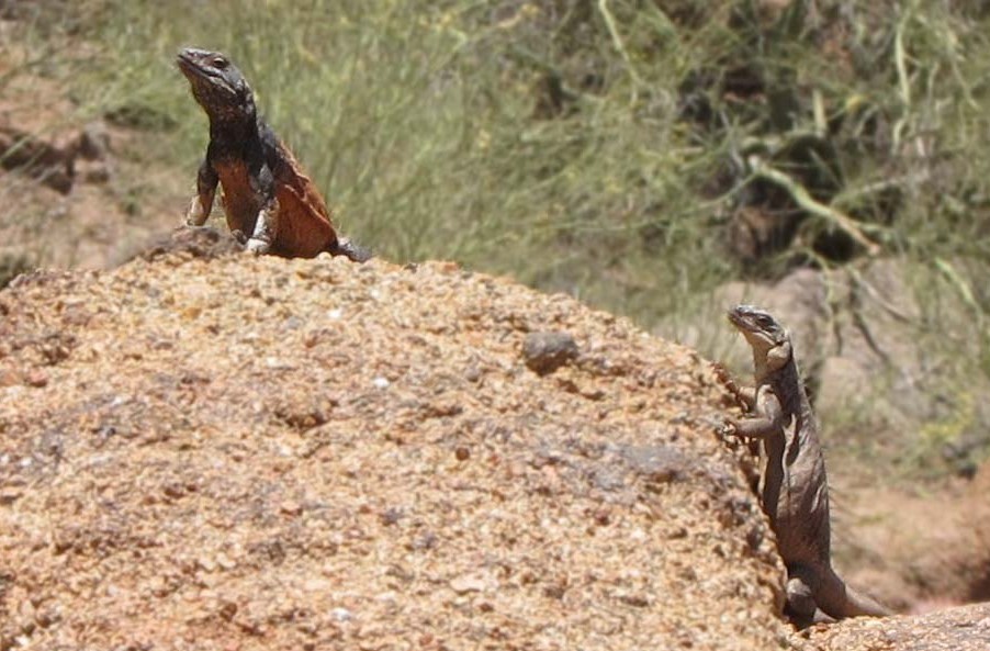 Outside AZ: Camelback: Don’t forget your water.