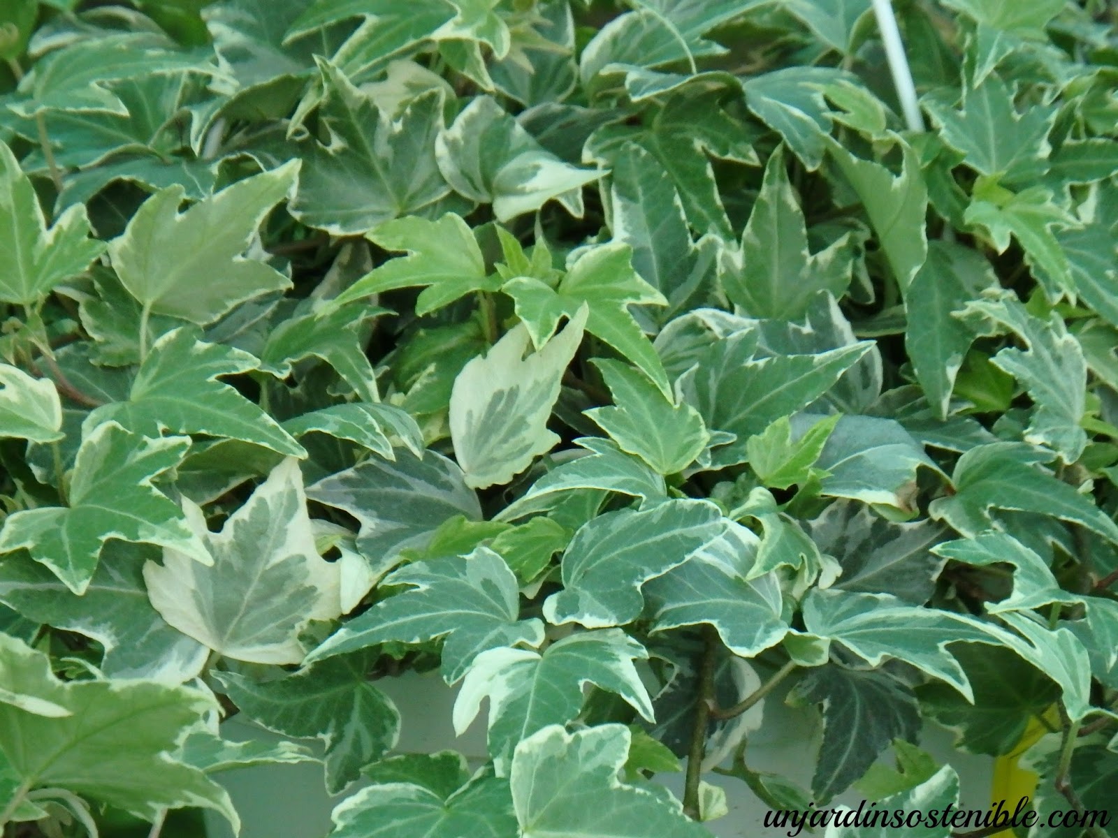 Hedera helix (Hiedra común, Yedra común)