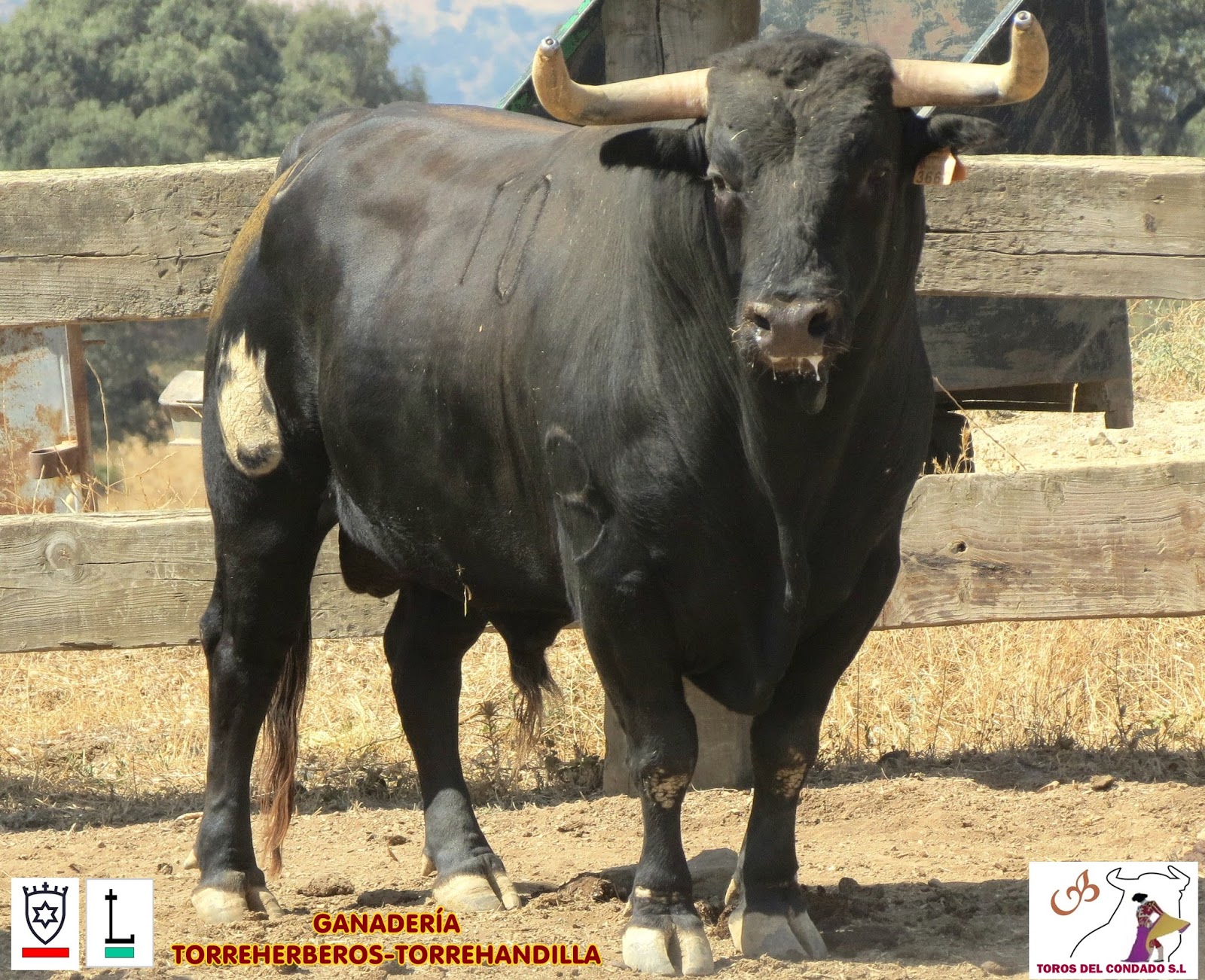 TOROS DEL CONDADO S.L: PROXIMAMENTE.... GRAN CORRIDA DE TOROS ...