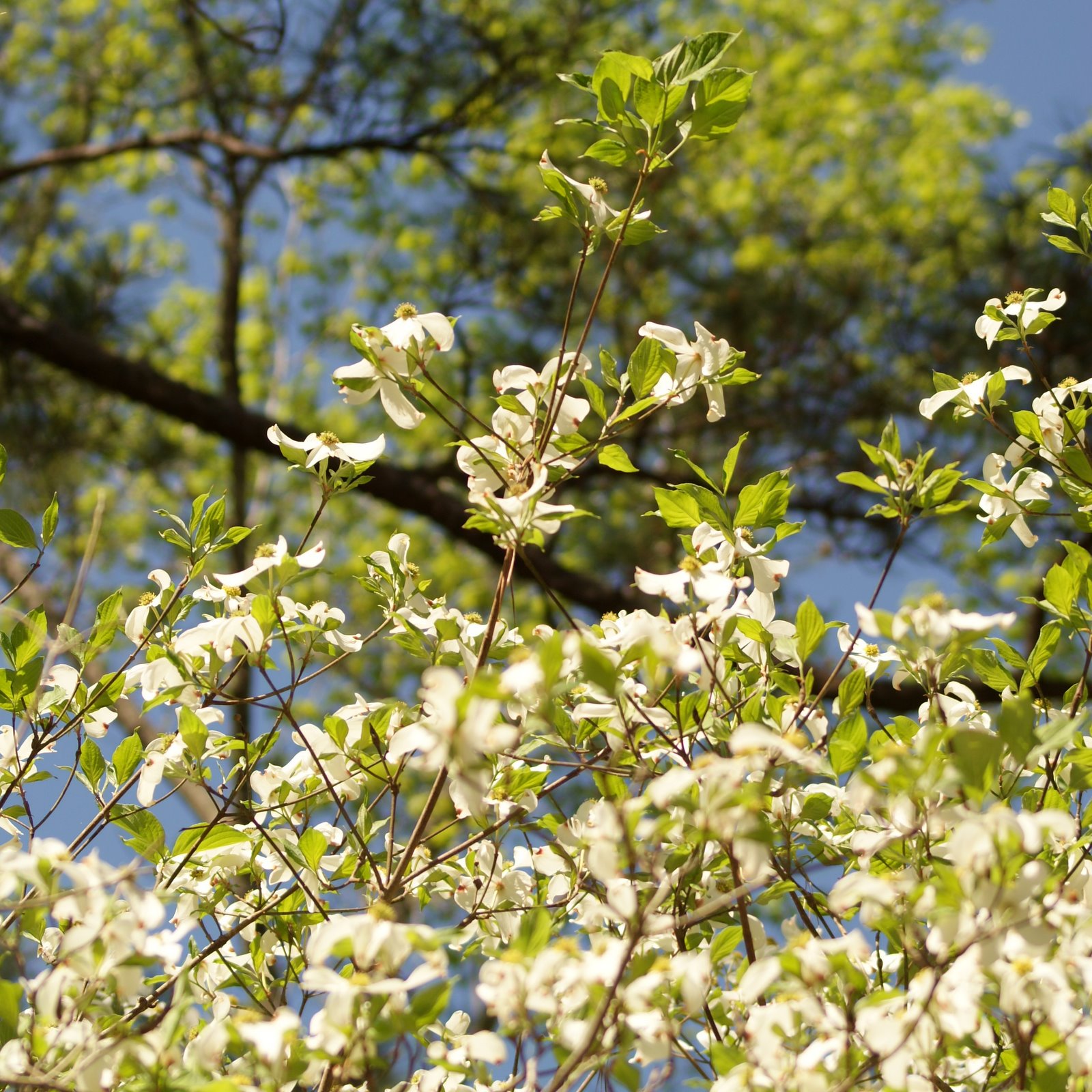 A Little Loveliness: Soft Spring Whites