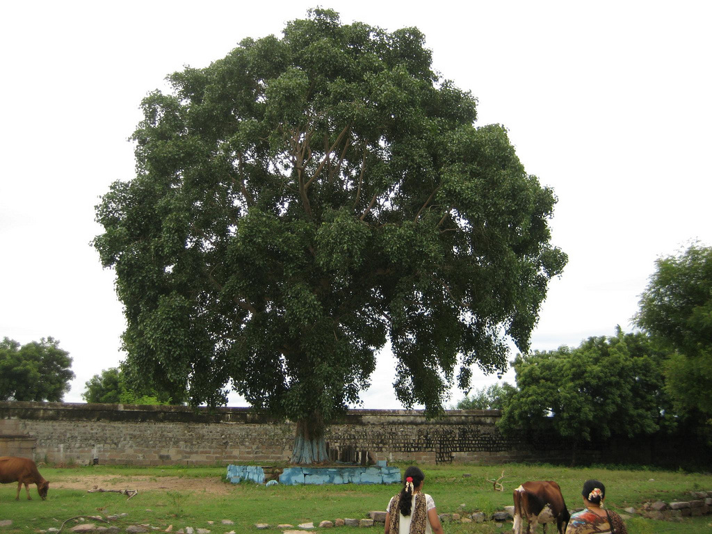 Tamilnadu Tourism: Jalanatheeswarar Temple, Thakkolam – The Temple