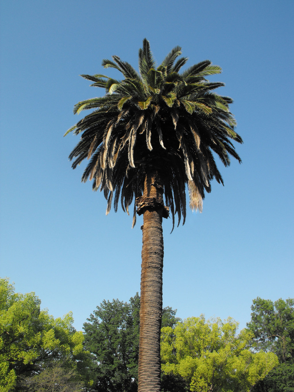 Academic Cog: Cog in landscape