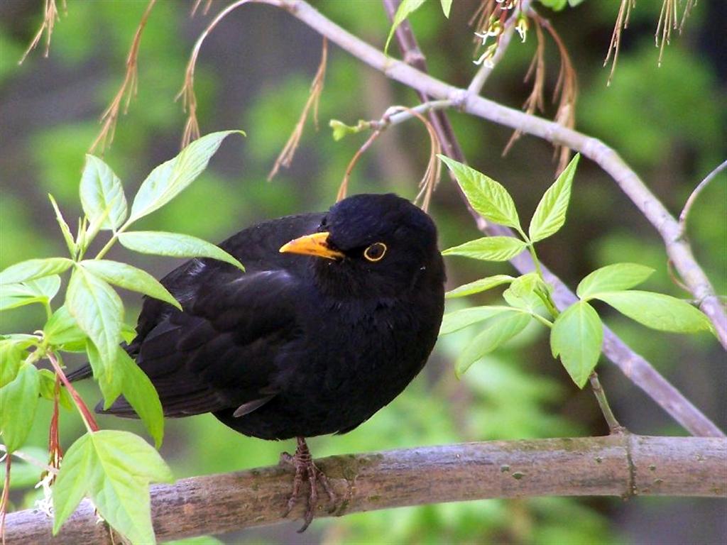 a verdade democrática: PÁSSAROS DO BRAZIL - MELRO