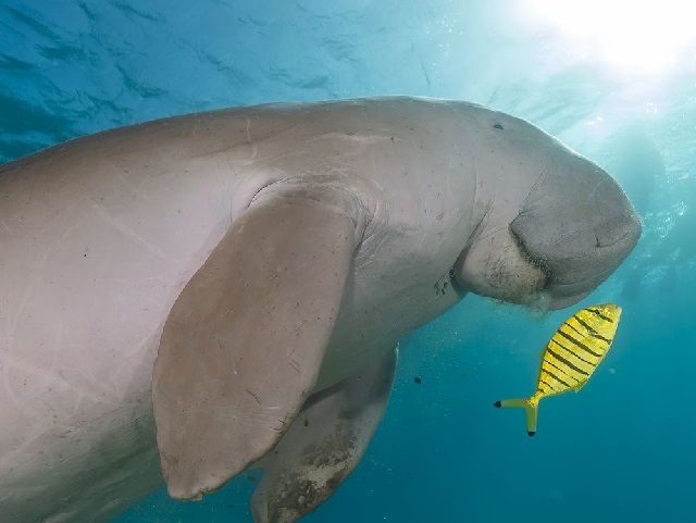 Gambar Ikan Duyung Cantik Hidup dan Jadi Kartun Terbesar