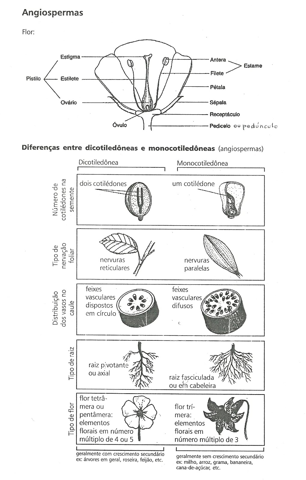 BIOLOGIA PARA A VIDA : DIVISÃO ANGIOSPERMAS
