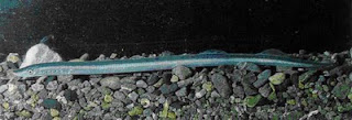 especies chilenas: La Lamprea de bolsa (Geotria australis)