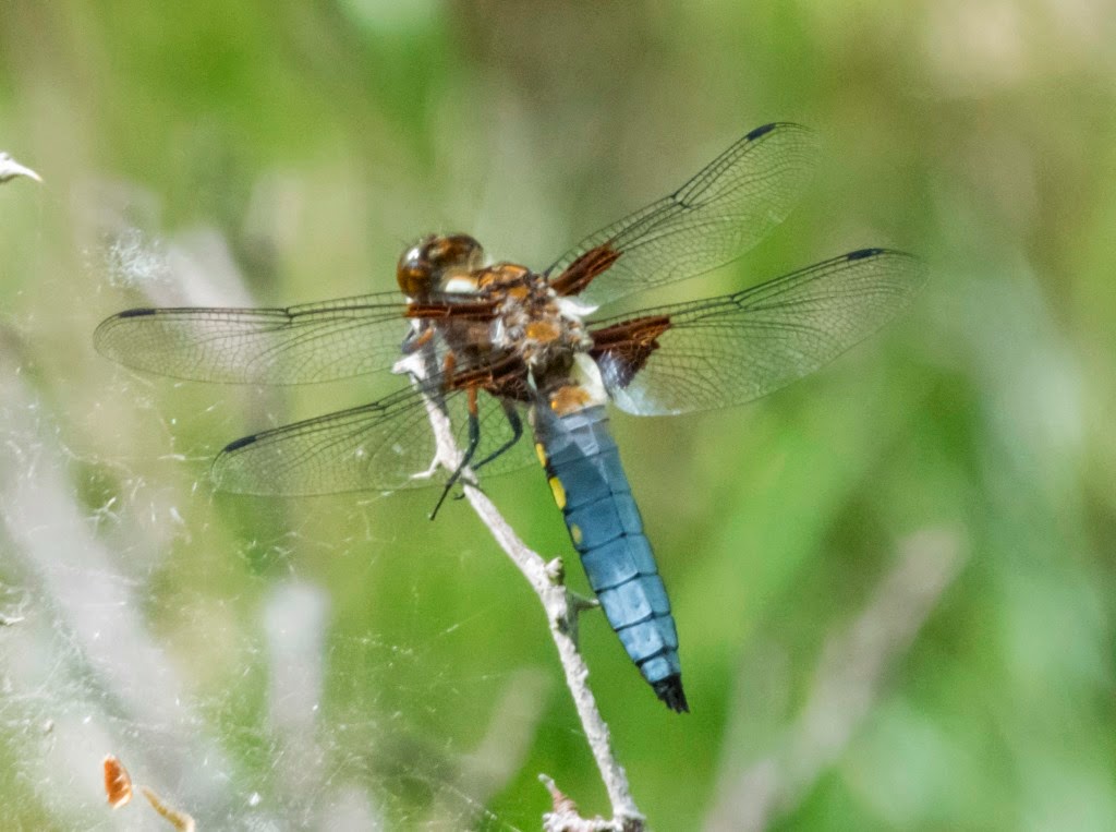 Faune Flore d'Ul: Libellules et Demoiselles
